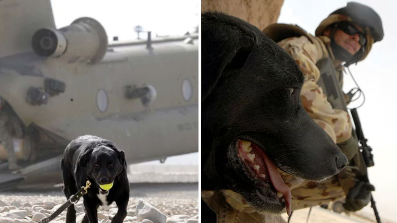 Special forces dog honoured in new Australian War Memorial exhibition ...